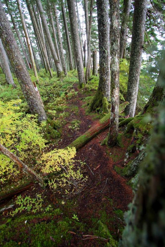 The Tongass | Alaska Conservation Foundation