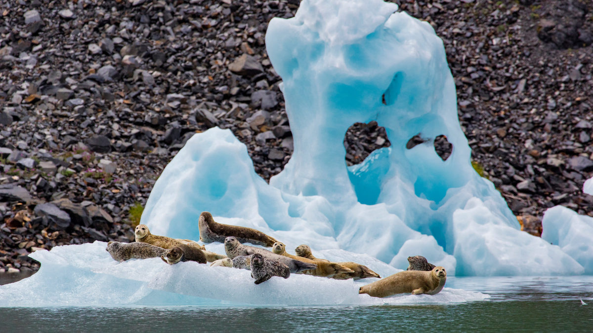 Conservation Directories | Alaska Conservation Foundation