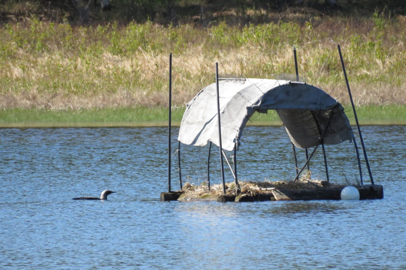 Legacy and Love for Loons: The Conners Lake floating platform in ...
